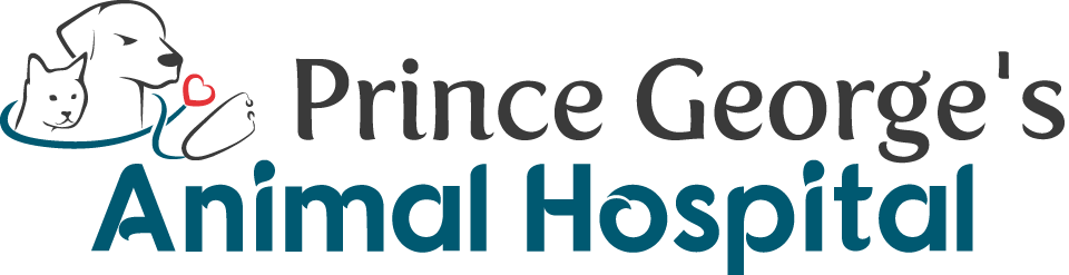 Veterinarian Silver Spring | Animal Place Veterinary Hospital